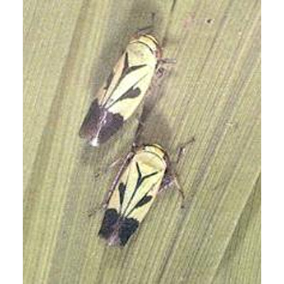 Hectare Solar insect trap - Hectare