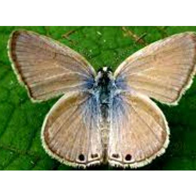 Hectare Solar insect trap - Hectare