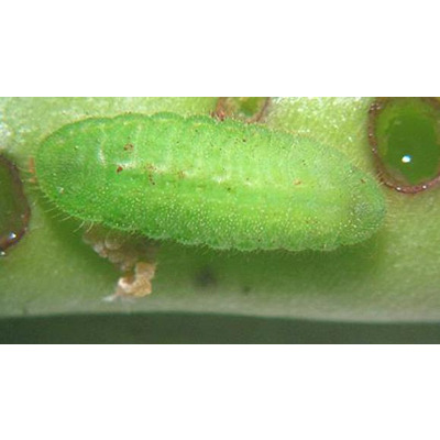 Hectare Solar insect trap - hectare.in