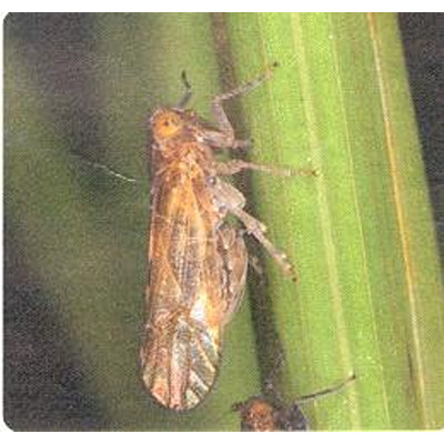 Hectare Solar insect trap - Hectare