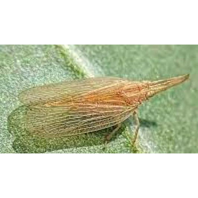 Hectare Solar insect trap - Hectare