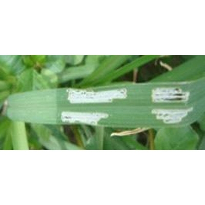 Hectare Solar insect trap - Hectare